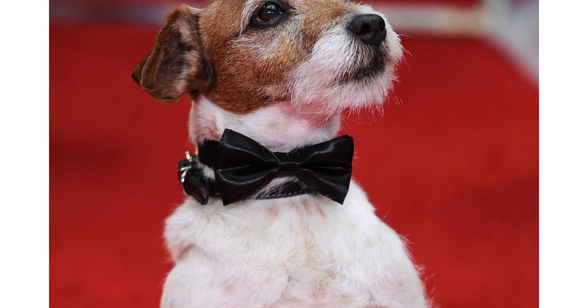 Uggie, le chien de Georges Valentin dans The Artist - Purebreak