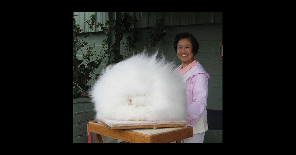 [PHOTOS] Voici les 15 animaux les plus pelucheux que vous ayez jamais ...