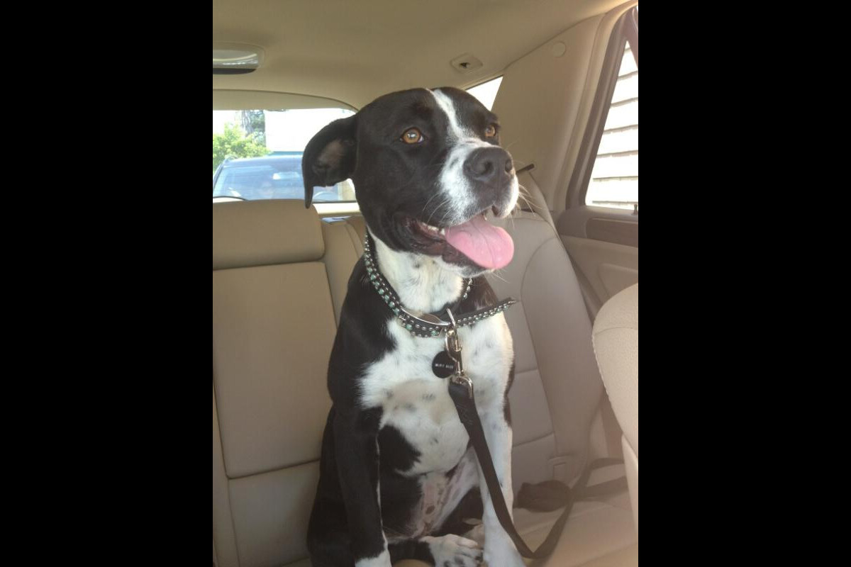 Photo : Miley Cyrus vous présente son nouveau chien Mary-Jane - PureBreak