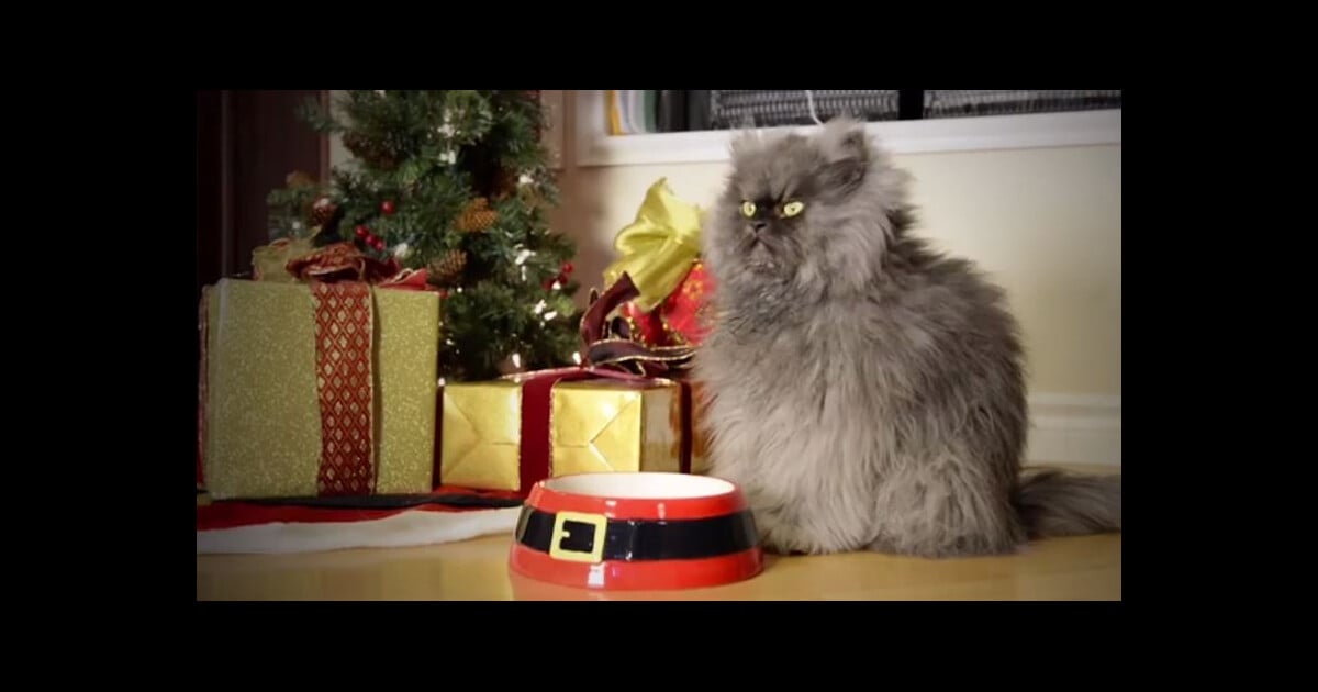 Grumpy Cat, Colonel Meow... Noël avant l'heure avec les chats stars du ...