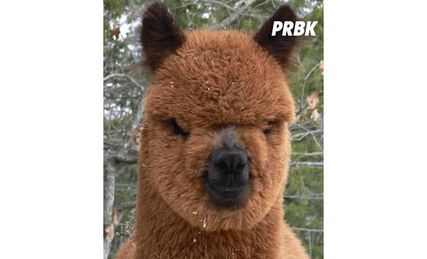 Taylor Lautner : pour son anniversaire célébrons... ses abdos (GIF's ...