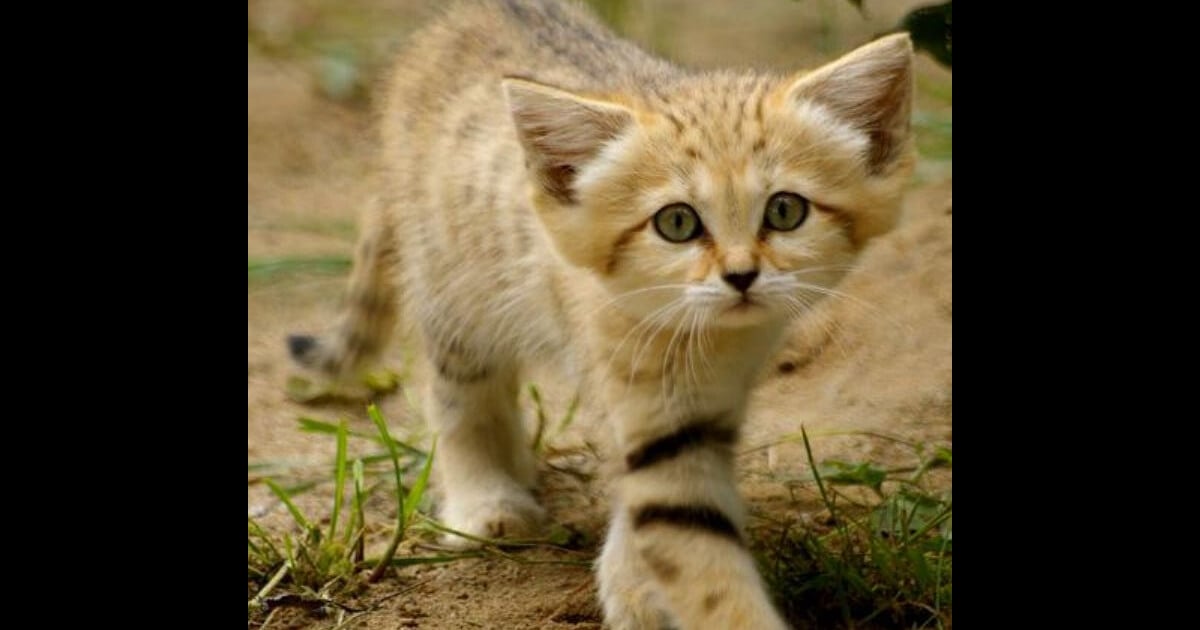 [CUTE] Le chat des sables, l'animal le plus mignon du désert en 15 ...