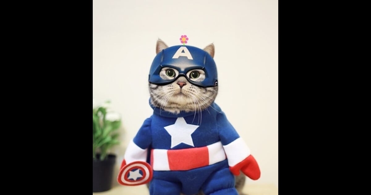 [FUN] Zhumao KeLe, le chat star du web qui se déguise en super-héros ...