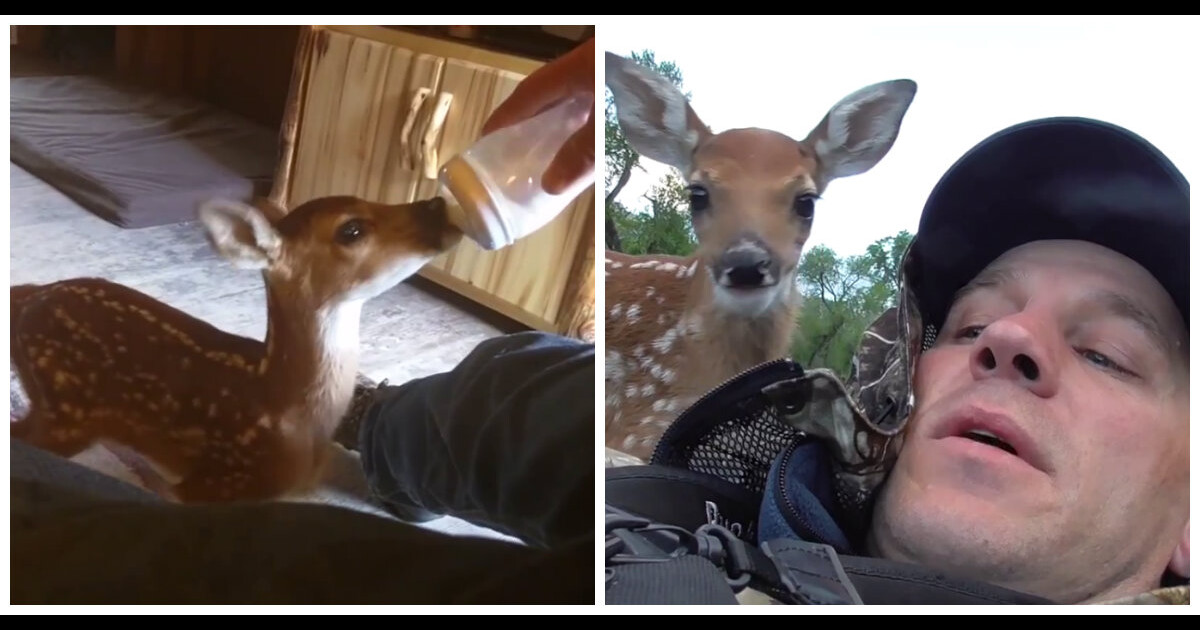 Adorable : il adopte un petit faon pendant plusieurs mois, puis le rend ...