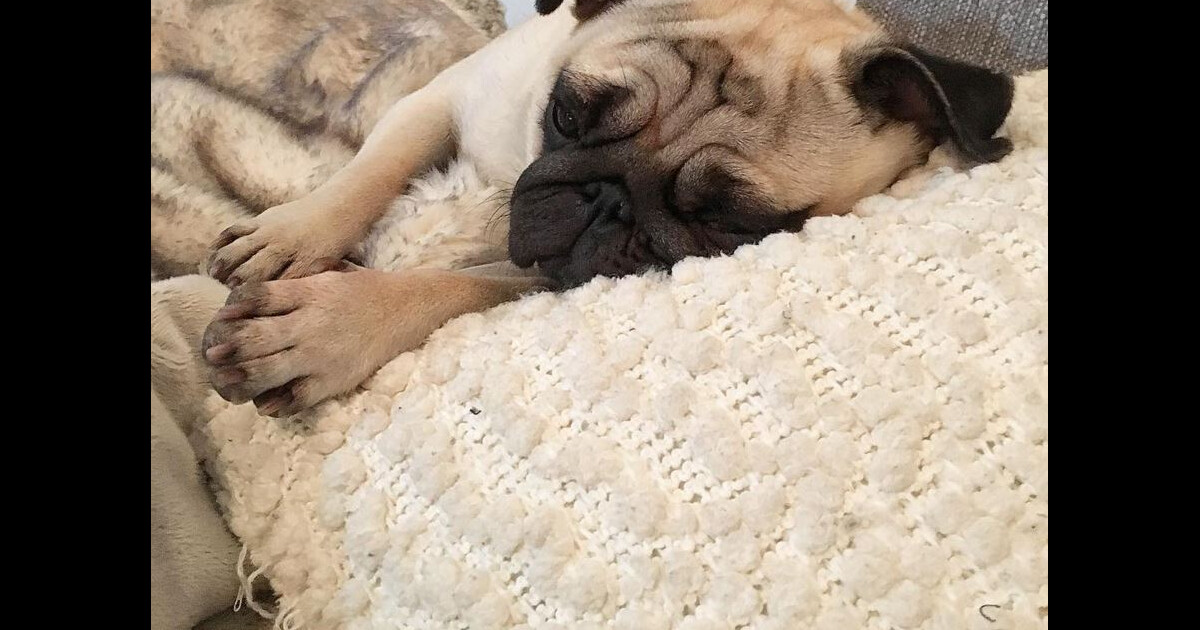 EnjoyPhoenix rassure ses fans : son petit chien Jelly va mieux ...