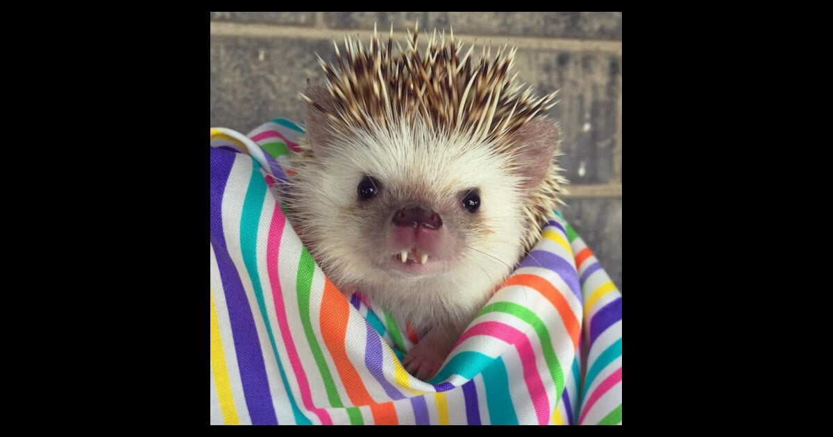 Huff : ce bébé hérisson aux dents de vampire est la nouvelle star du ...
