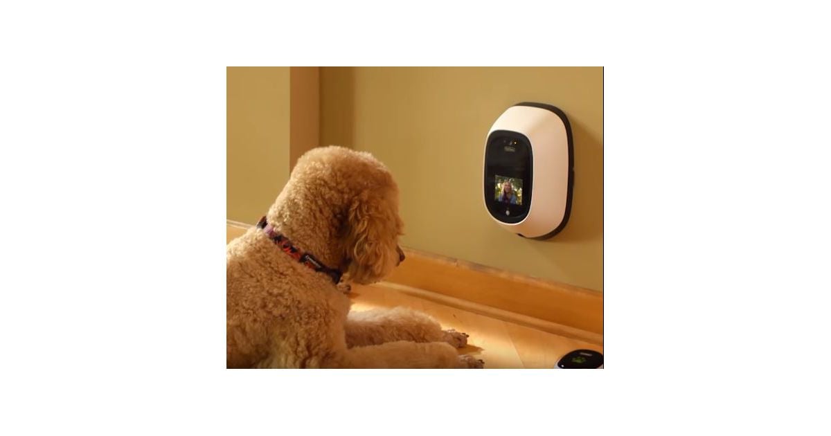 Voici le Skype pour parler à votre chien ou chat quand il est seul chez ...
