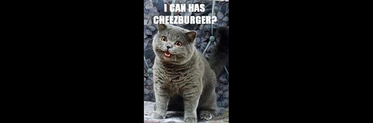 Photo : Le LOLcats le plus célèbre - PureBreak