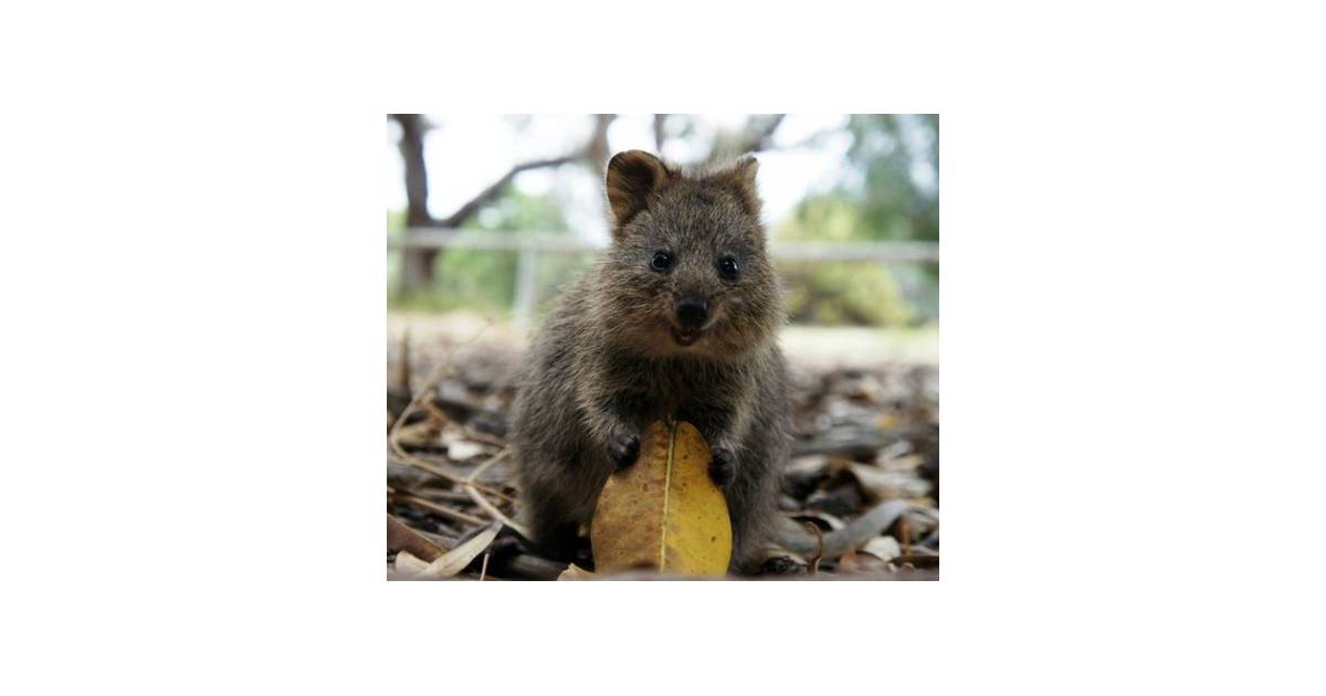 [PHOTOS] 15 quokkas qui veulent partager leur bonheur avec vous - Purebreak