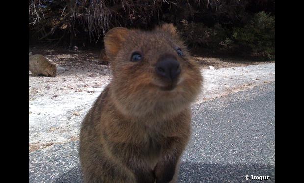 Comment avoir un quokka