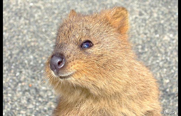 Comment avoir un quokka