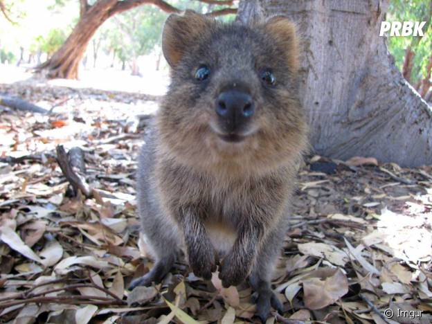 [PHOTOS] 15 quokkas qui veulent partager leur bonheur avec vous - Purebreak