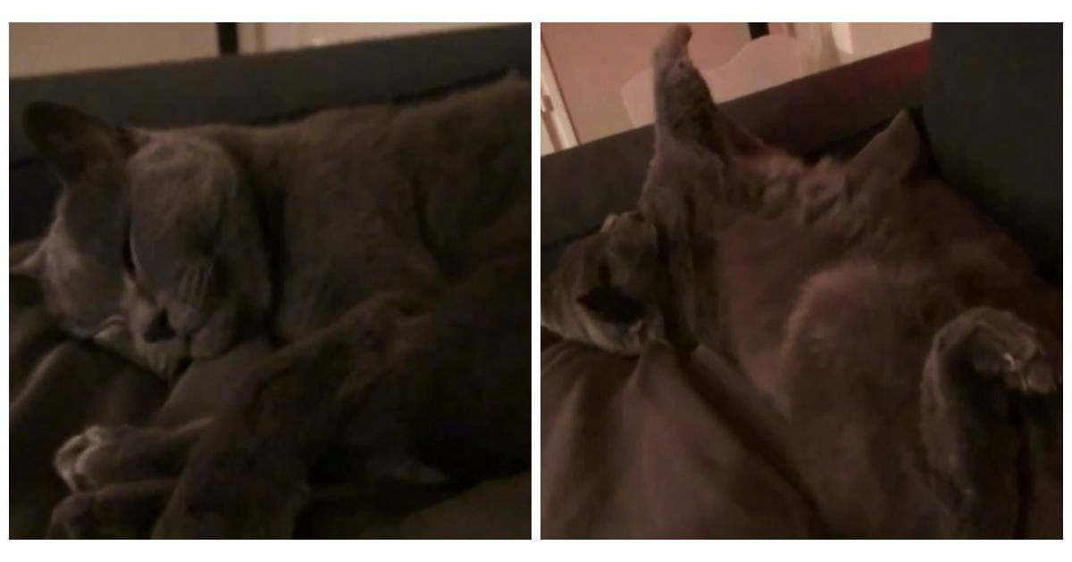 Trop mignon : ce chat grognon est quasiment impossible à réveiller ...