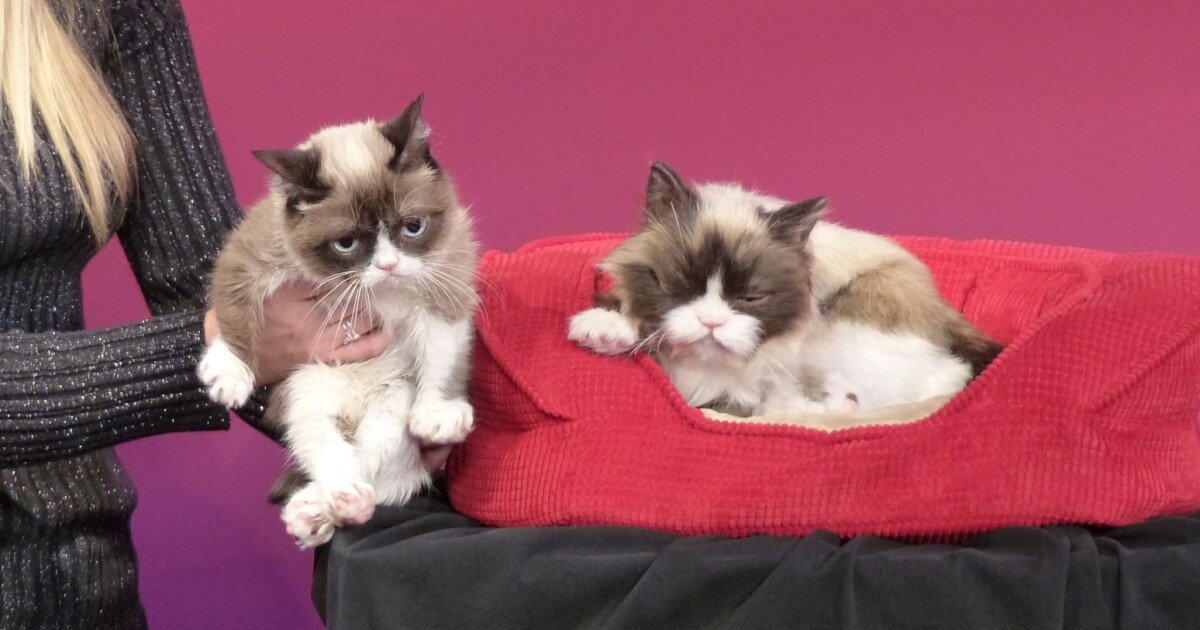 Grumpy Cat a sa statue de cire : le chat grincheux fait son entrée au ...