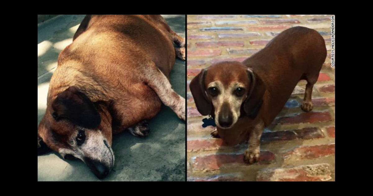 Skinny Vinnie : le chien obèse Fat Vincent a incroyablement maigri ...