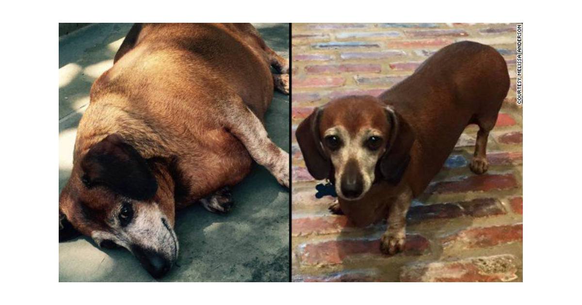 Skinny Vinnie : le chien obèse Fat Vincent a incroyablement maigri ...