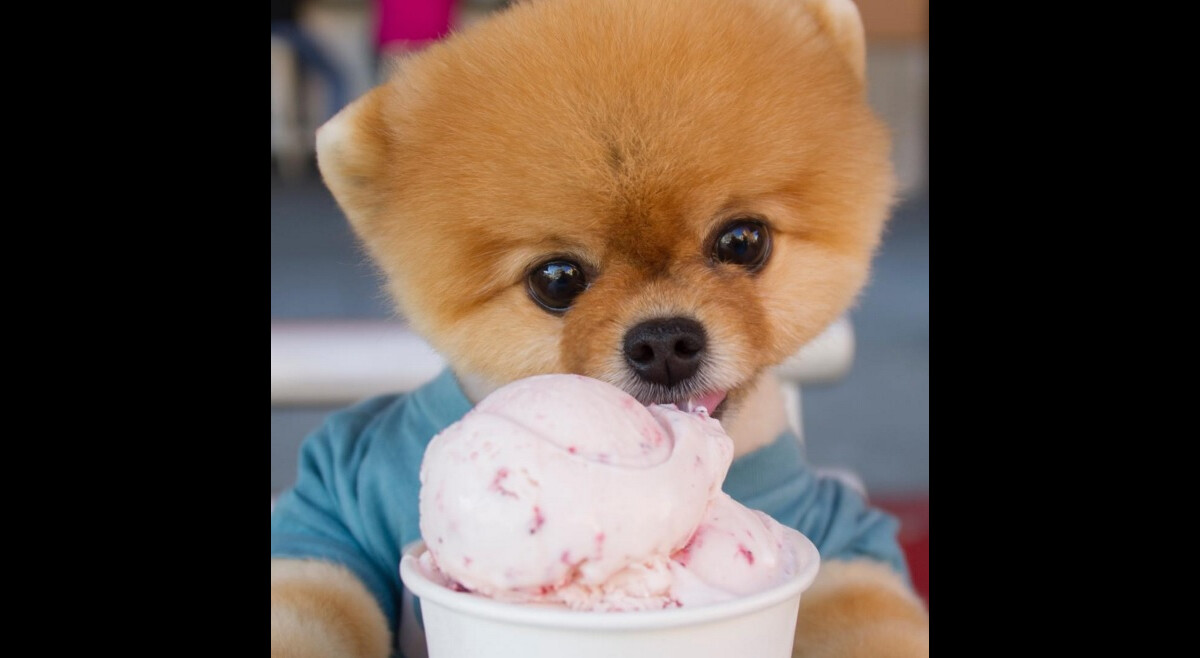 Photo : Jiffpom fait tout comme nous, même manger des glaces. - PureBreak