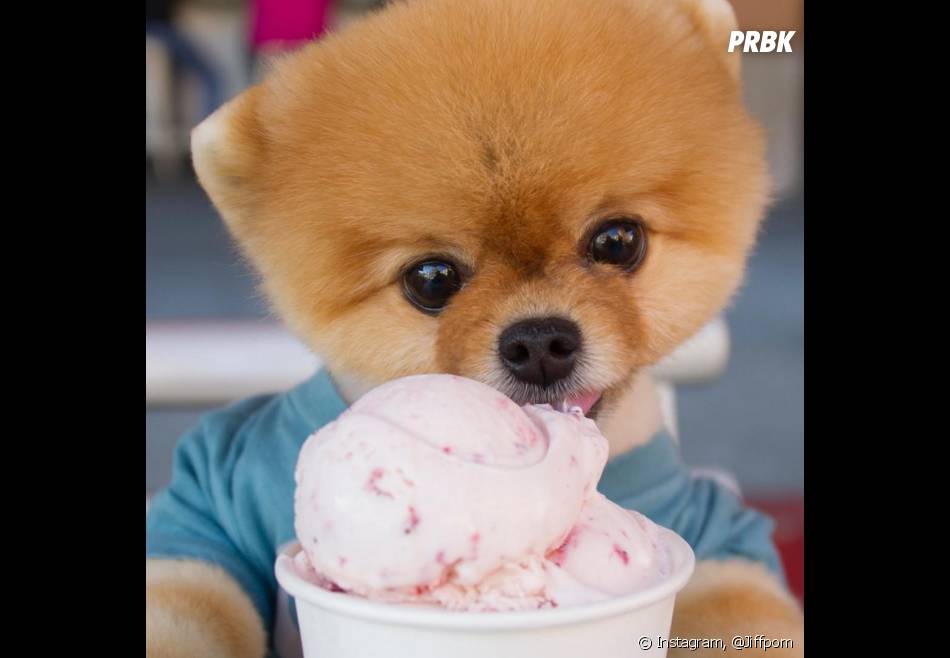 Jiffpom fait tout comme nous, même manger des glaces. - Purebreak