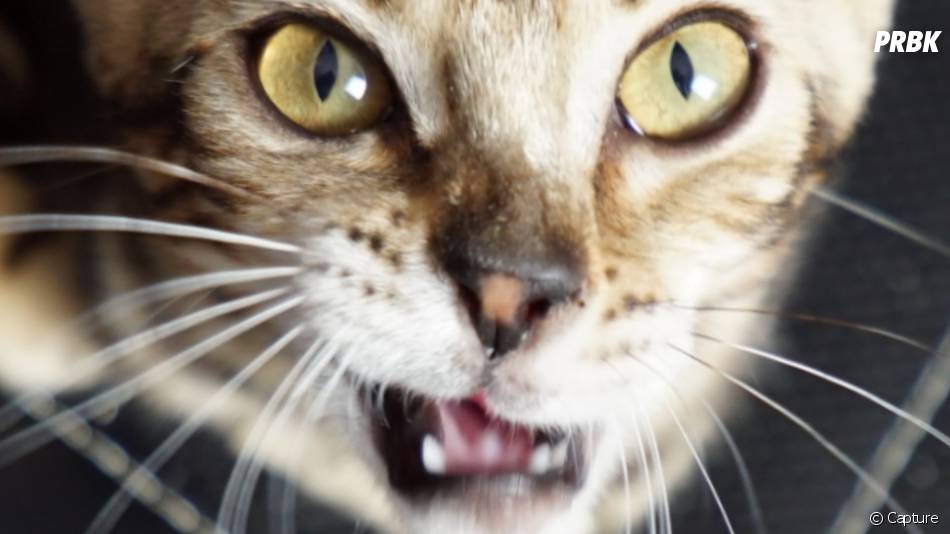Lua, le chaton de Squeezie ne fait que des bêtises - Purebreak