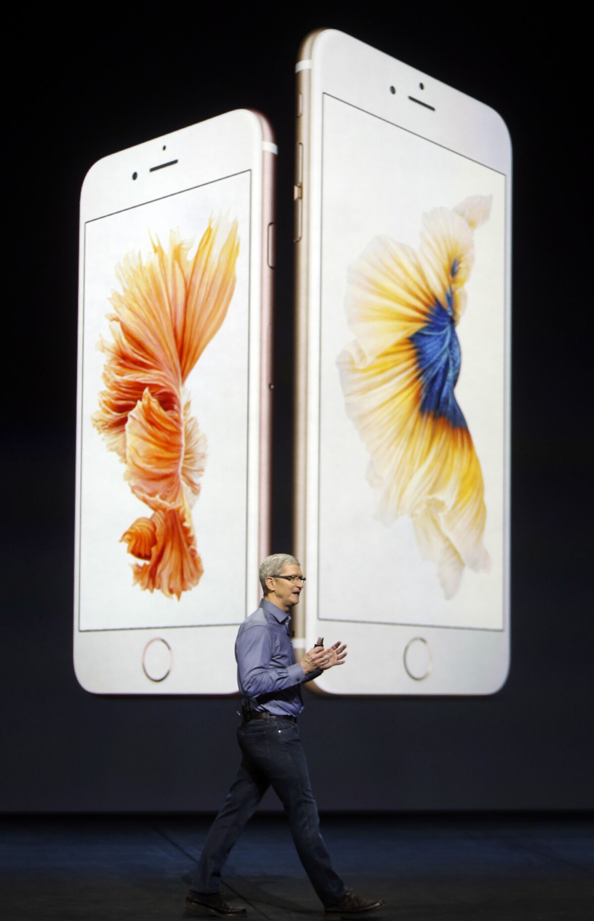 Photo : Tim Cook devant les iPhone 6S et 6S Plus, le 9 septembre 2015 ...