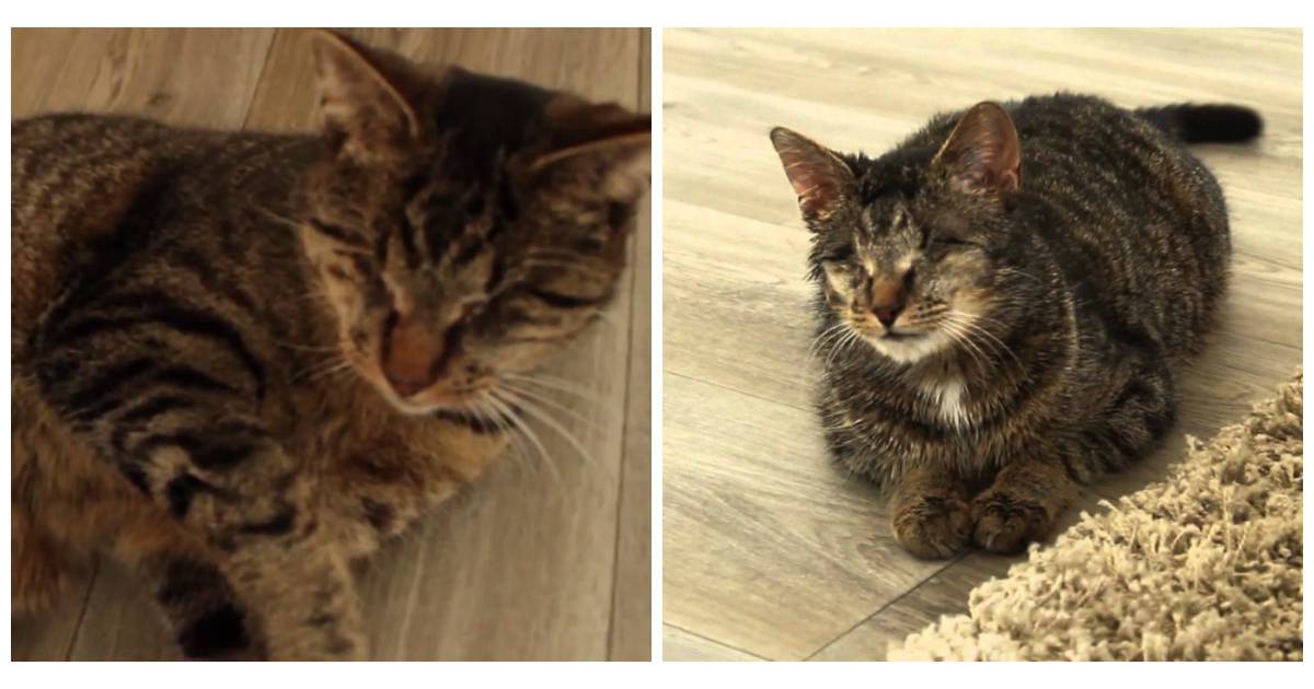 Cet adorable chat aveugle "voit" avec ses oreilles. Il va vous ...