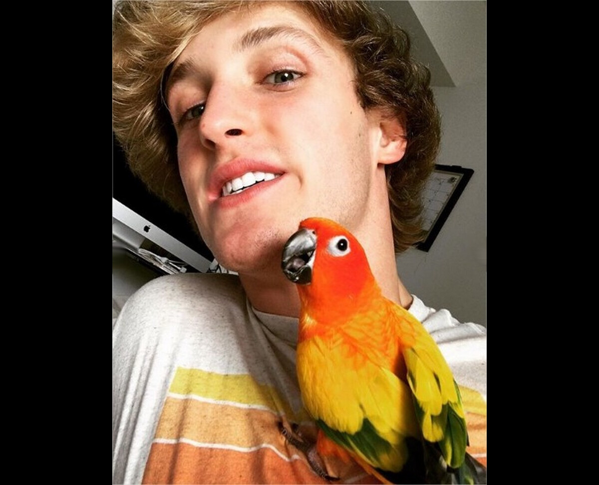Photo : Logan Paul annonce la mort de Maverick, sa mascotte... dévoré ...