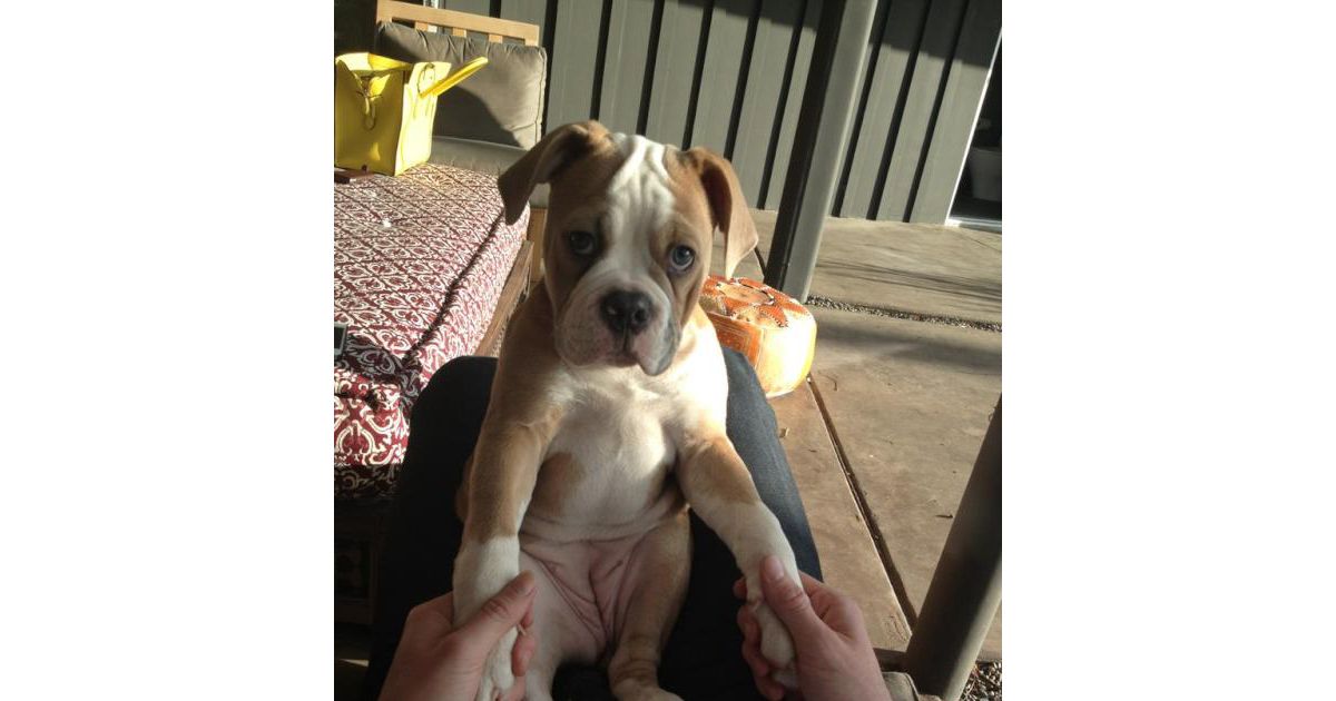 Trop chou ce toutou ! - Purebreak