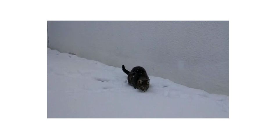 Bonne chance Fletcher ! - Purebreak