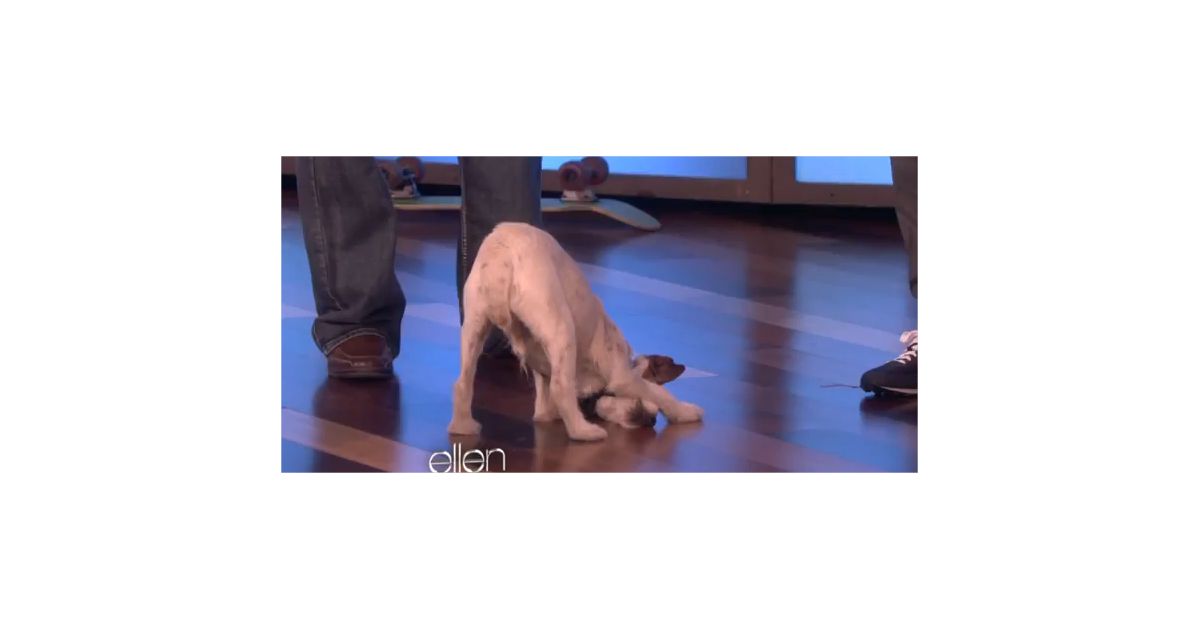 Uggie chez Ellen DeGeneres - Purebreak