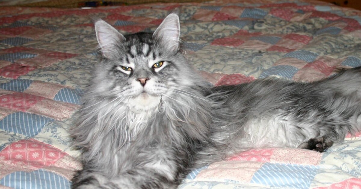 Un chat appelle les secours avec un portable : erreur ou canular ...