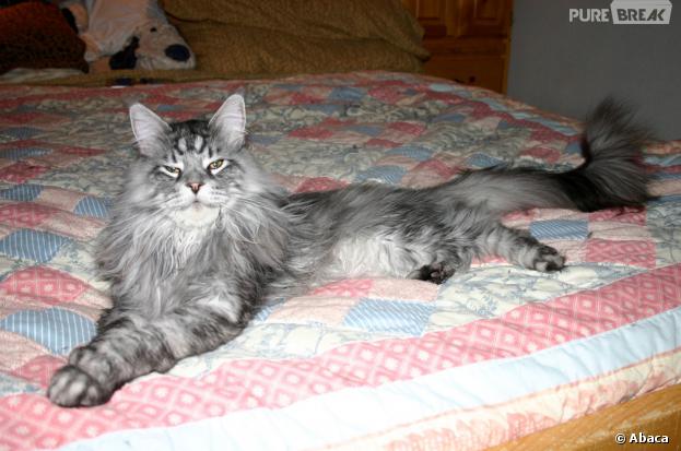 Un chat appelle les secours avec un portable : erreur ou canular ...