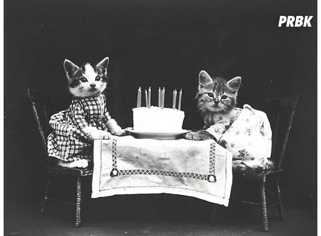 [CUTE] Voici les premiers " lolcats " de l'histoire des chatons - Purebreak
