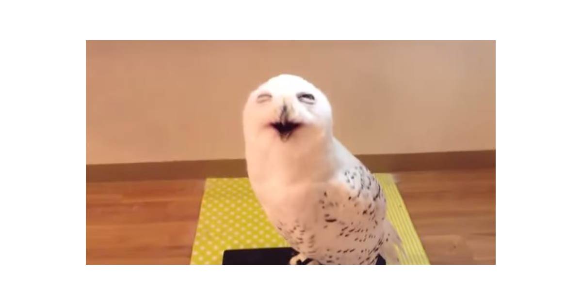 Cette chouette est encore plus cool que celle d'Harry Potter - Purebreak