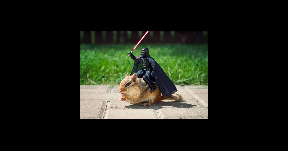 [PHOTOS] Un écureuil au casting de Star Wars : les photos qui le ...
