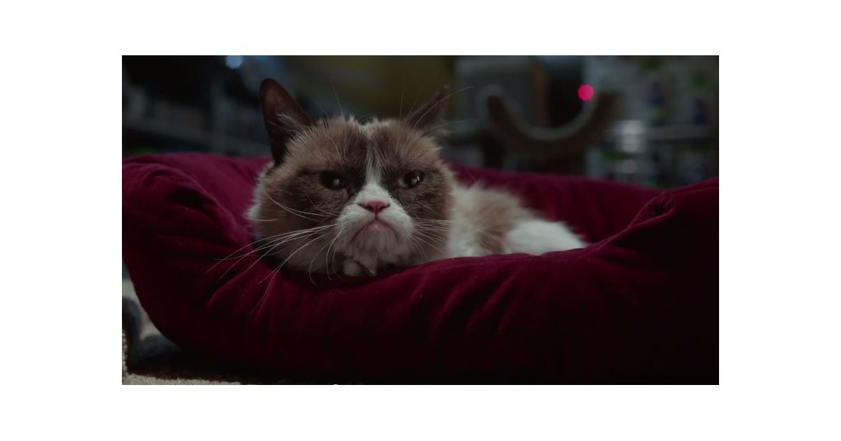 Grumpy Cat's Worst Christmas Ever, le trailer du film - Purebreak