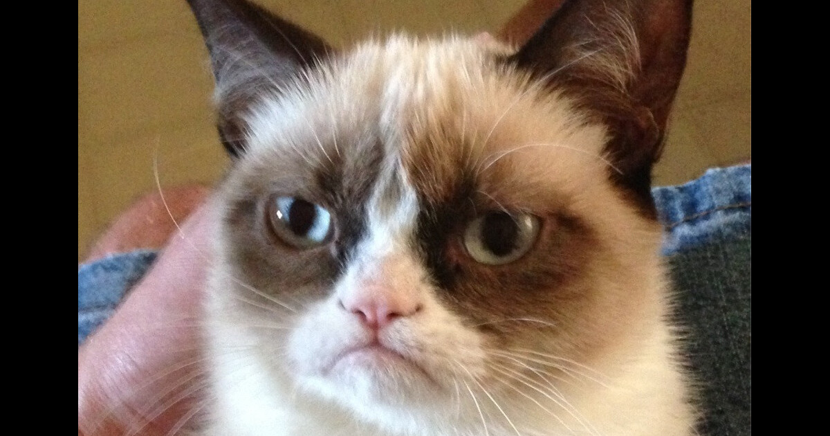 Grumpy Cat, Disaster Girl, Doge... que sont devenus les stars des mèmes ...