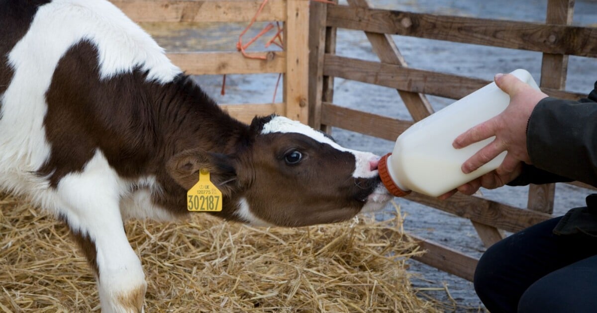 Une vache donne naissance à... un veau à 2 têtes - PureBreak