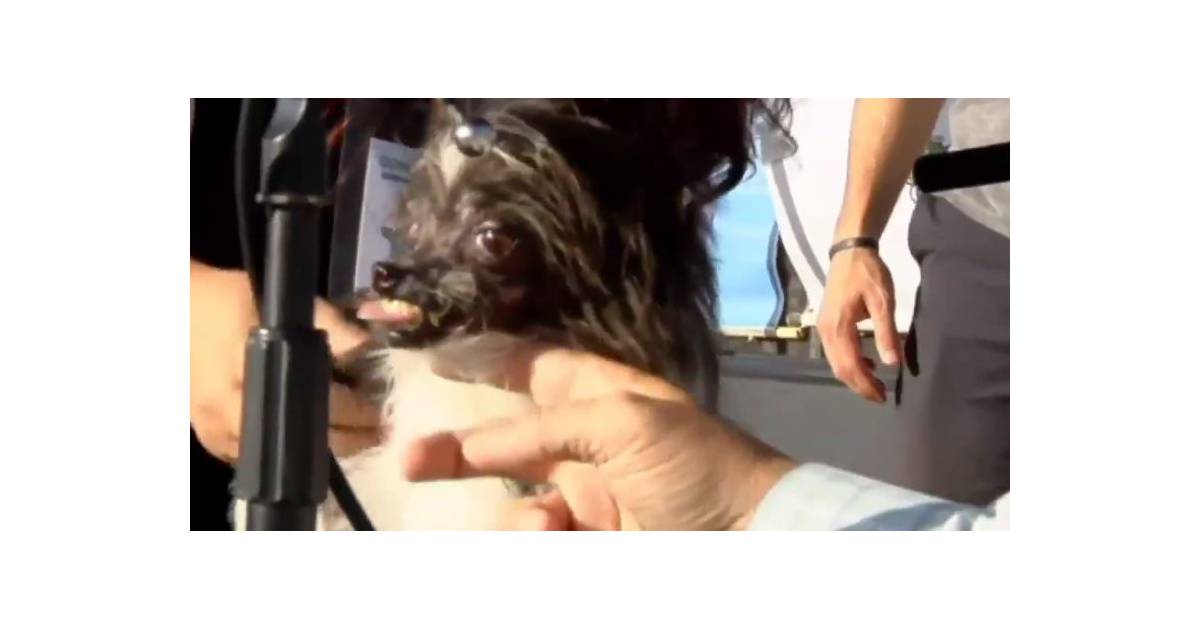 Peanut a été élu chien le plus moche du monde, le vendredi 20 juin ...
